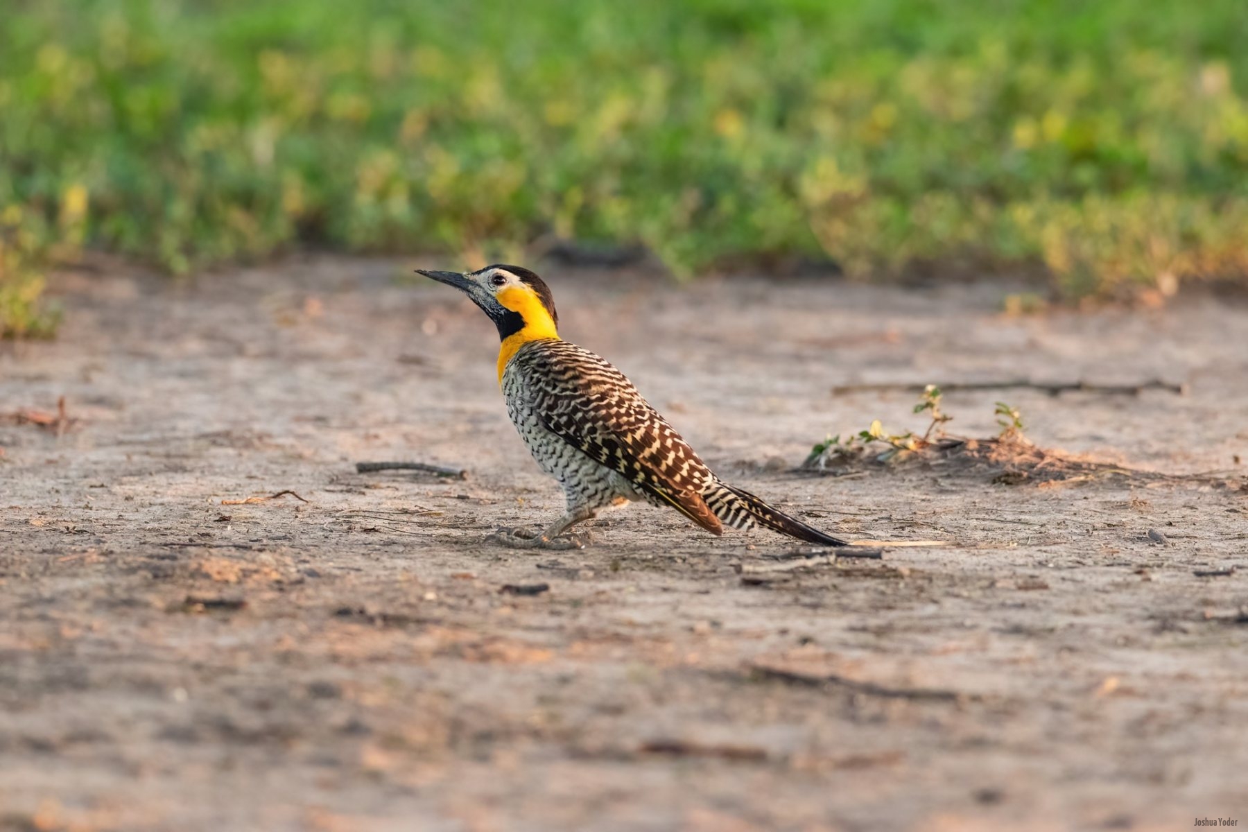Campo Flicker